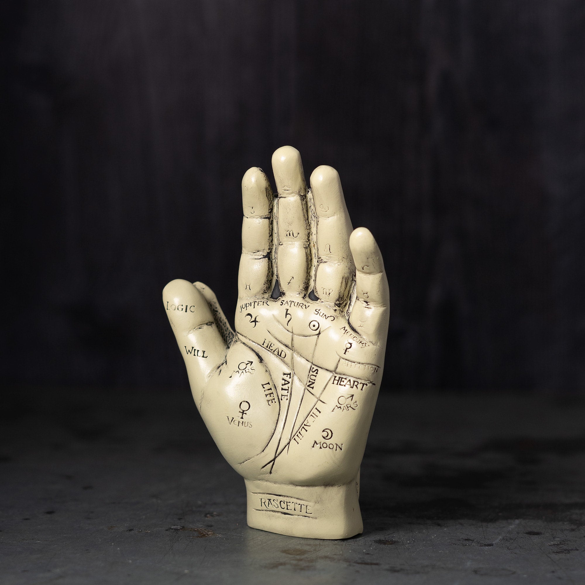 Palmistry Hand Model Sculpture | Roger + Chris Shop