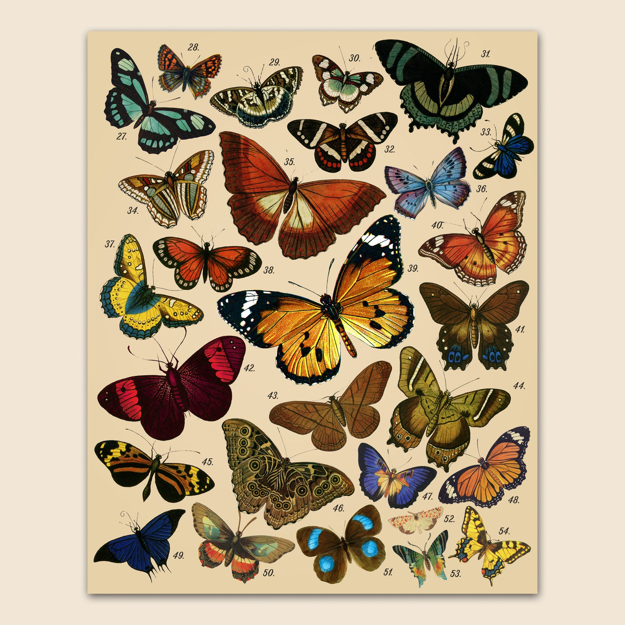 Vintage Butterfly Chart